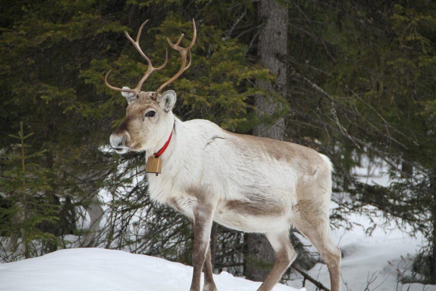 Lapland female reindeer - Reindeer Lake Resort – Lapland Finland