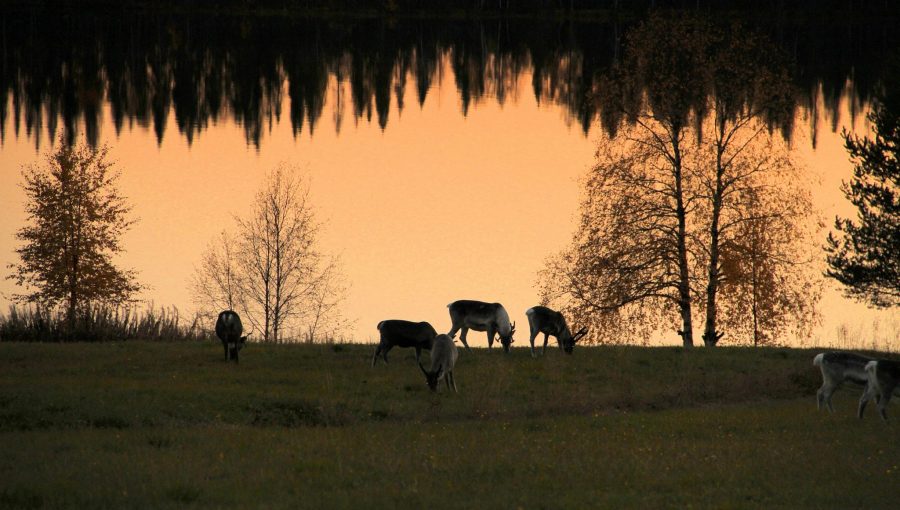 Summer photos: Reindeer Lake Resort reindeer farm in Lapland - Reindeer ...