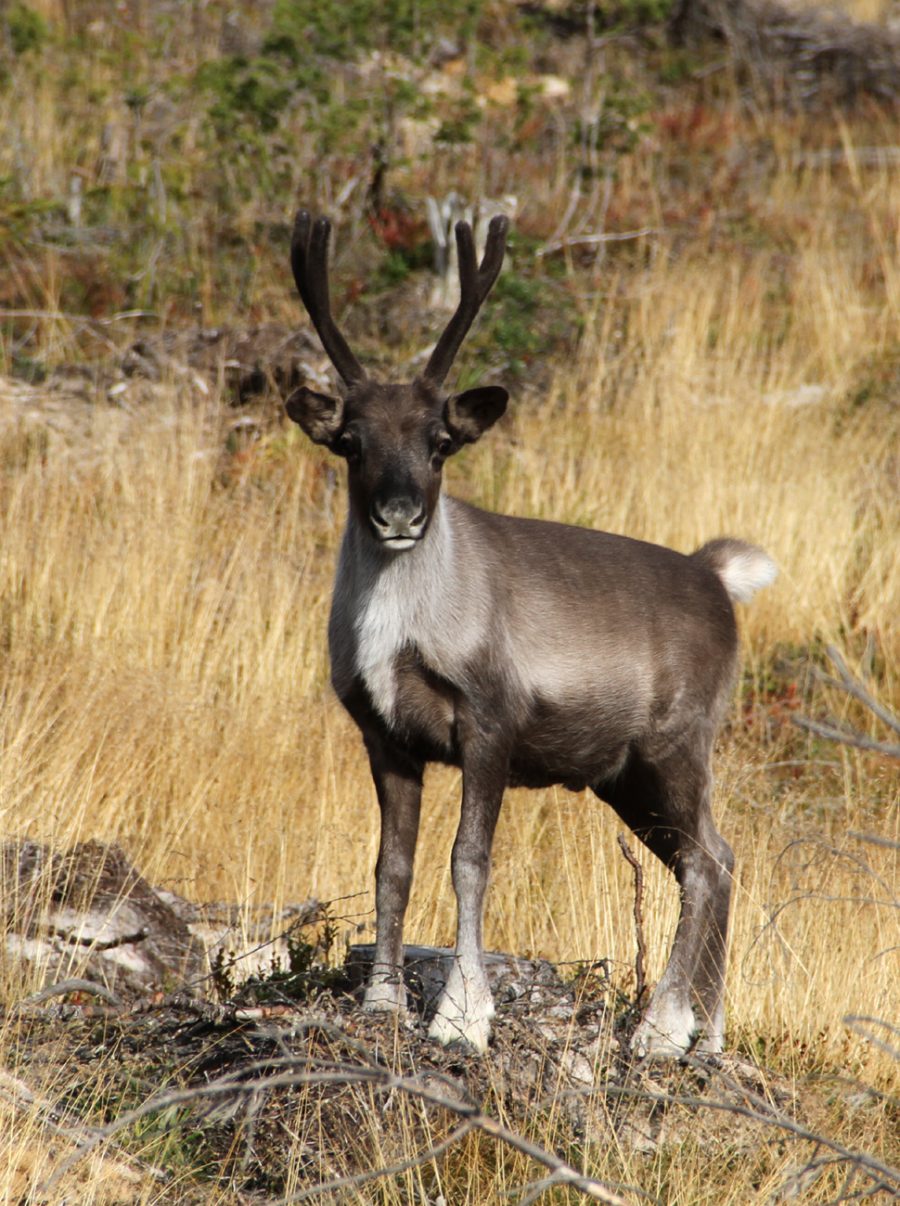 Young reindeer in Reindeer Lake Resort Reindeer farm in Pello in ...