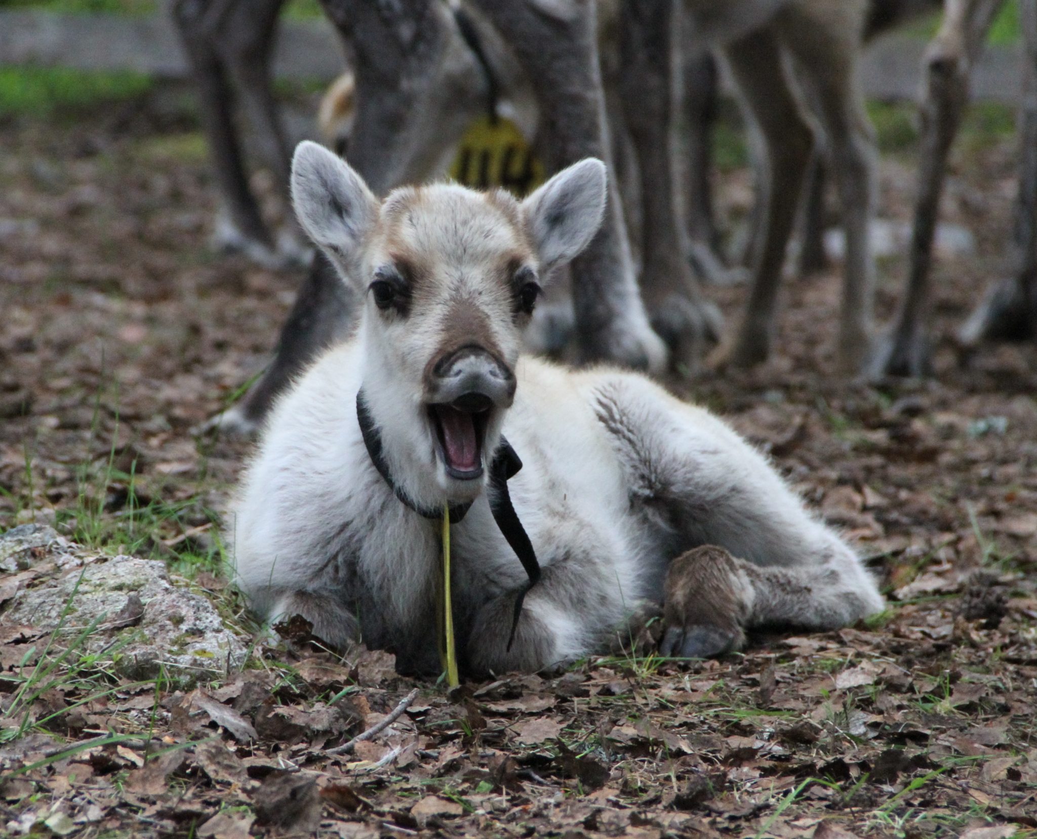 Young reindeer in Reindeer Lake Resort Reindeer farm in Pello in ...